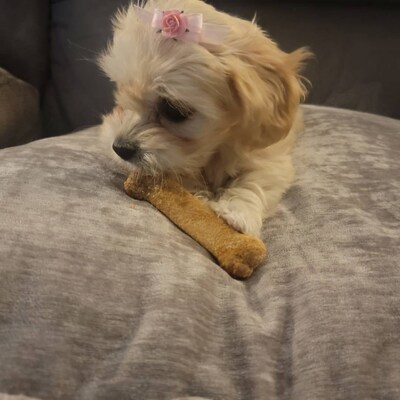 Dog Bows Small Dog Hair Bow Bows for Maltese/yorkies /shih - Etsy