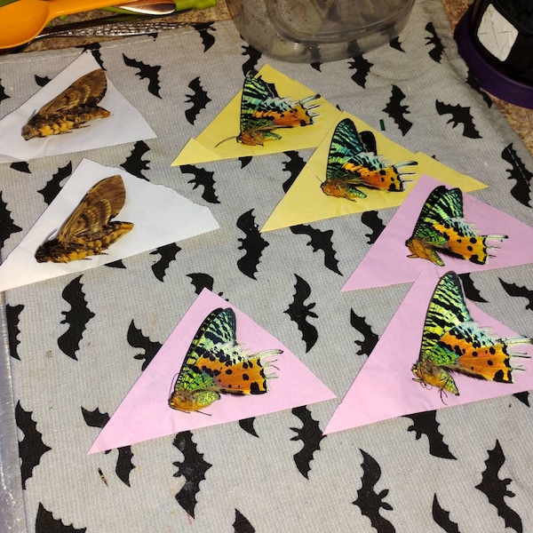 Framed Black Mimathyma Chevana Butterfly Home Decor China - Etsy