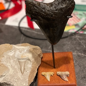 Medium Megalodon Shark Tooth Stand Shark Tooth Stand Custom Metal ...