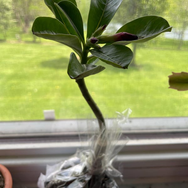 1 Grafted Double"black Purple" Adenium Obessum/desert Rose Plant. 4-6 ...