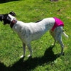 Dog Drying Coat, Grooming Coat, Lycra, Washable, Comfortable, Custom ...