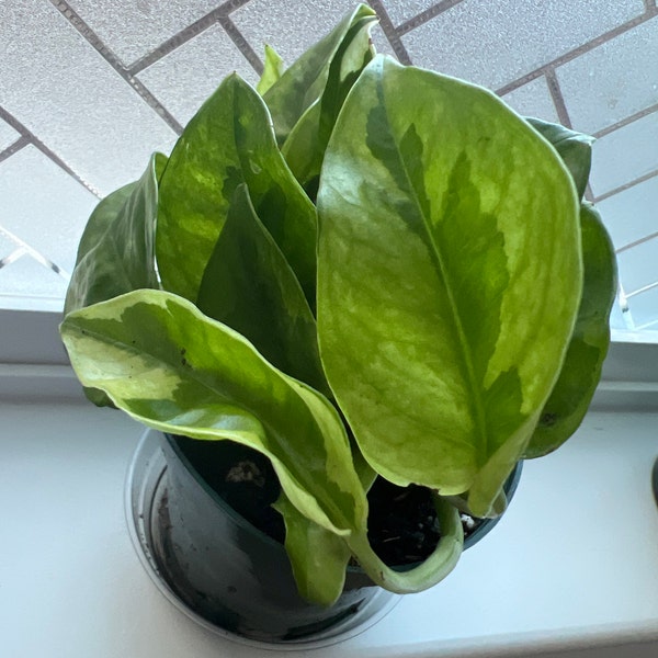 Pothos Lizard Queen - New Pothos Sport - Variegated Epipremnum - Live ...