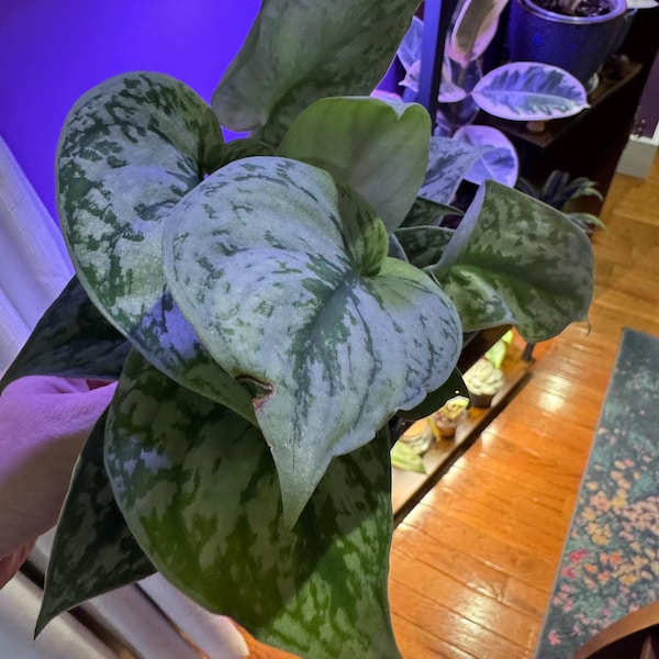 Scindapsus Silver Exotica Plant in 4" Grow Pot - Silver Satin Pothos ...