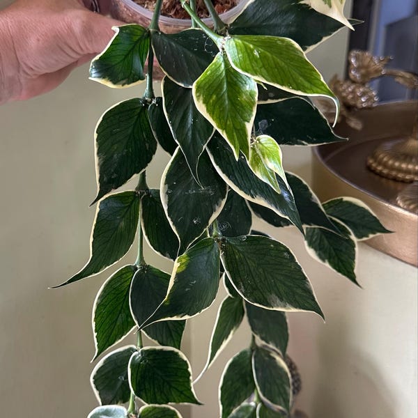 Scindapsus Salamount; Variegated Scindapsus Pictus Dark Cloud Salamount ...