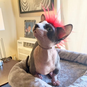 Cat Mohawk - Etsy