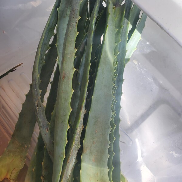 Kalanchoe Pinata Bryophyllum Pinnatum Miracle Leaf Leaf of Life 만손초 ...