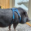Cotton Mini Pig Harness - You Choose Fabric - Etsy