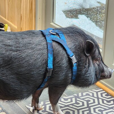 Cotton Mini Pig Harness You Choose Fabric - Etsy