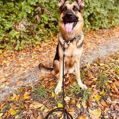 Dog Collar and Leash Made of PPM Rope - Etsy