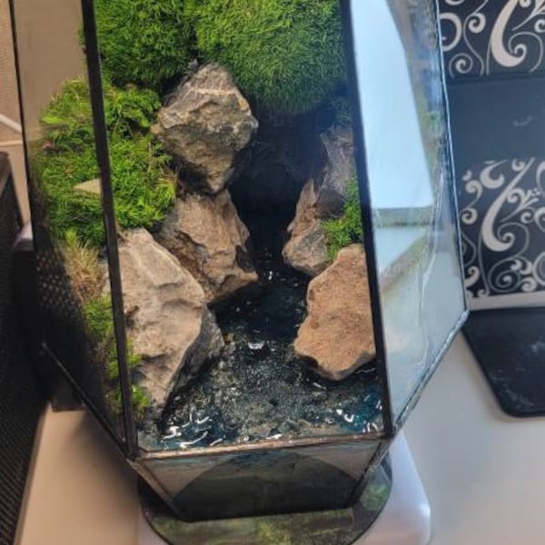 Geometric Greenhouse Terrarium With Preserved Moss, Fern Plants, Wood ...