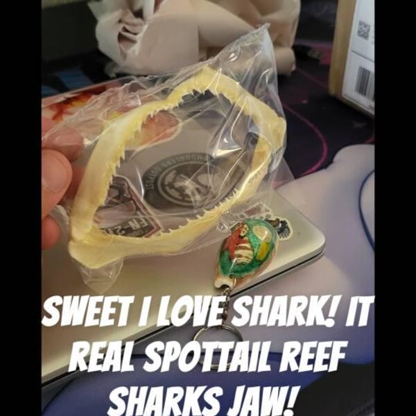 Cebu Beauty Snail Shells 1/2"-3/4"~jewelry Seashell Supplies~ (20 ...