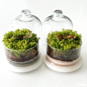 Star Moss Tortula Ruralis | Etsy