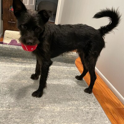 Double Pup Parcel Doggy Gift Box EIGHT Toys/treats - Etsy