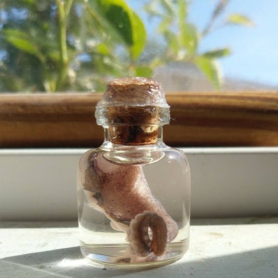 Natal Plum, Large Num Num Plant Cutting Organic Fruit Carissa ...