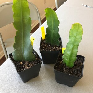 Basil Kivumbasi Lime Basil Ocimum Canum Lamiaceae Edible | Etsy