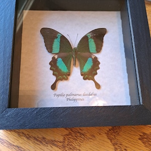 Real Tiny Blue Butterfly Framed Taxidermy Jamides Euchylas - Etsy