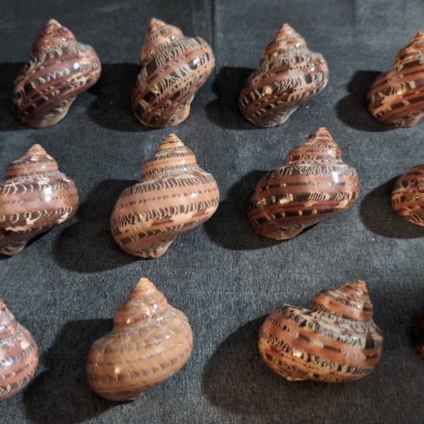 Tapestry Turbo Shells: Petholatus Seashells for Beach Wedding Decor - Etsy