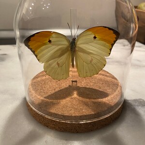 Colourful Lanternfly pyrops Gunjii Cicada Glass Bell Cloche | Etsy