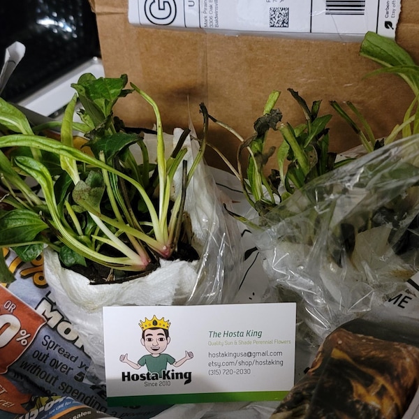 5 Mixed Coreopsis Starter Perennials. Loves Sun. Super Easy to Grow ...