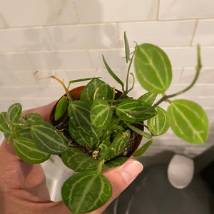 Ludochilus Sea Turtles Jewel Orchid - Etsy