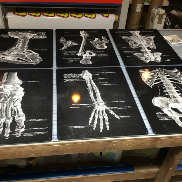 12 Skeletal Anatomy Posters Skeleton Illustration Medical Art ...