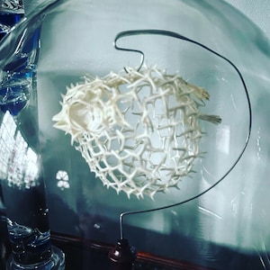 Real Silver Toadfish Skull, Silver Toadfish Skeleton, Lagocephalus ...