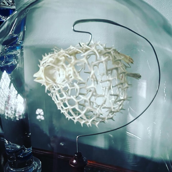 Real Pufferfish Skeleton, Fish Taxidermy, Porcupine Fish - Etsy