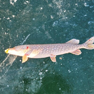 6 Sparkle Wing RS2 Fly Fishing Flies. Midges and Emergers. Trout Flies ...