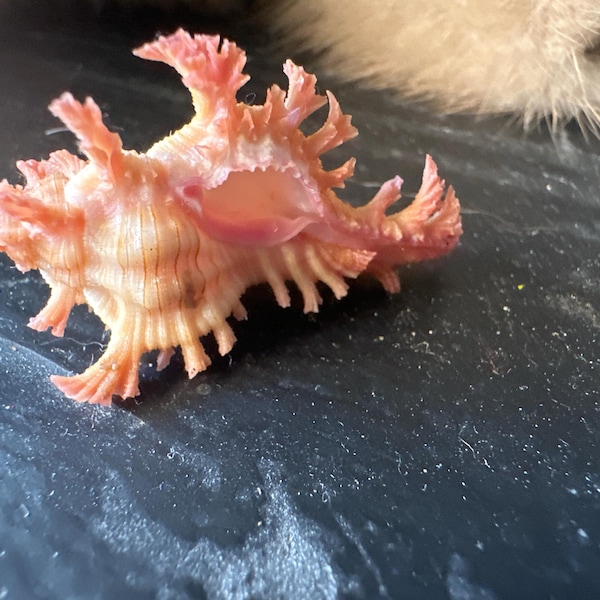 Calico Atlantic Scallop Seashells Argopecten Gibbus 10 Shells Approx. 2 ...