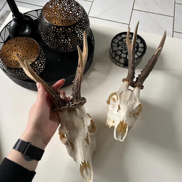 1 Kg / Sizes From 10-50 Cm / 2-20 Pieces / Natural Red Deer Antlers ...