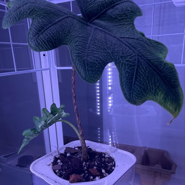 Live Angel Wing Begonia medora Starter Plant USA SELLER - Etsy