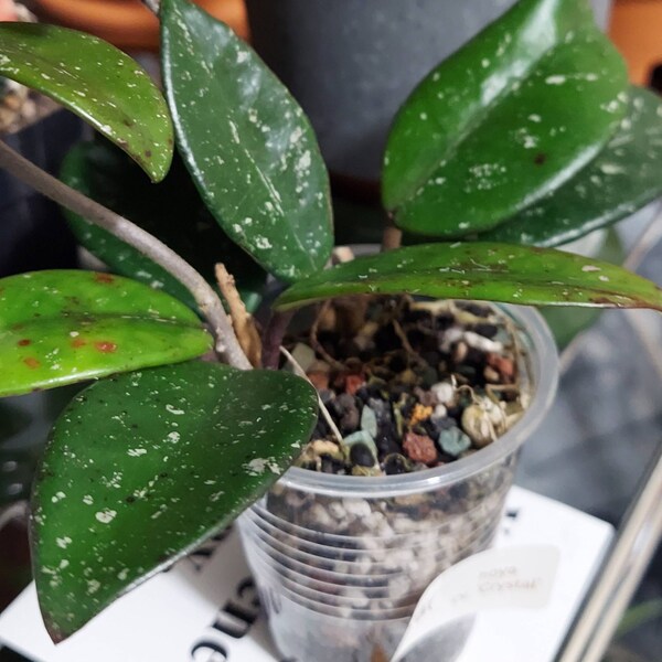 Hoya Mathilde Super Splash - Etsy