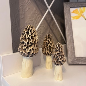 3 Morel Mushrooms for Landscape & Garden. 1 Small/1 Medium/1large 3 to ...