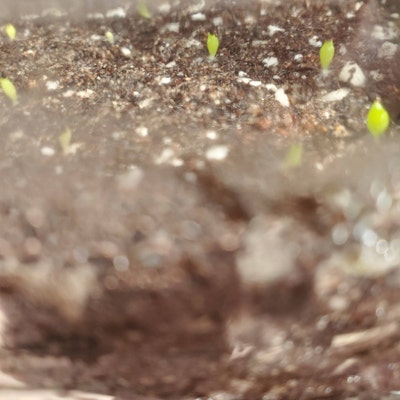 Hildewintera Colademononis Monkey Tail Cactus Seeds Super Furry Hybrid ...