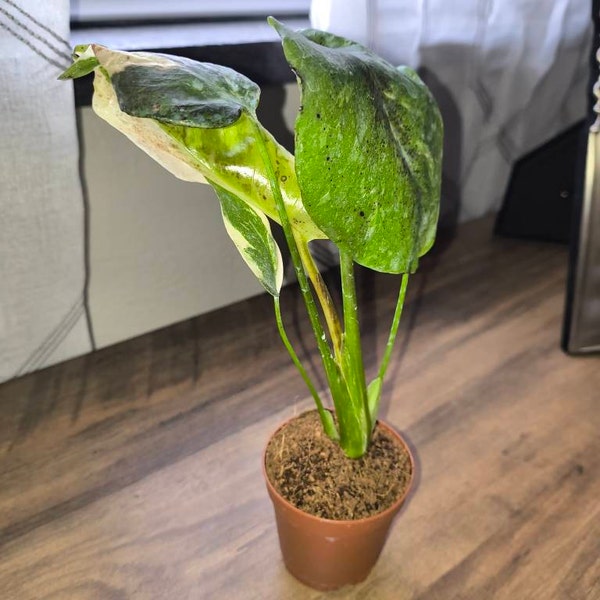 Monstera Thai Constellation House Plants SALE | Variegated Thai ...