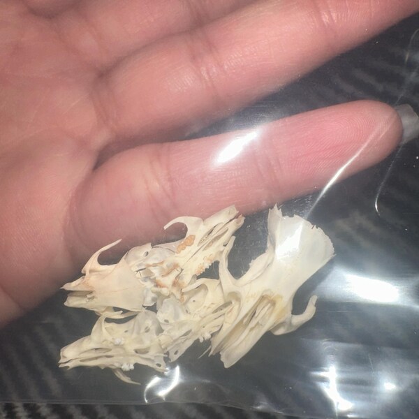 Deathtaxusa 78 SCRAPS Venomous Timber Rattlesnake Rattler Serpent Skin ...