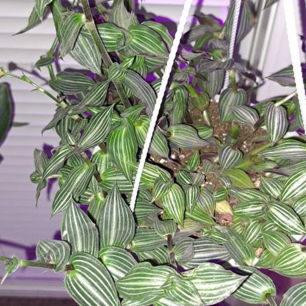 Tradescantia Bridal Vail ~ Tiny White Flowers ~ Easy Houseplant ~ Rare ...