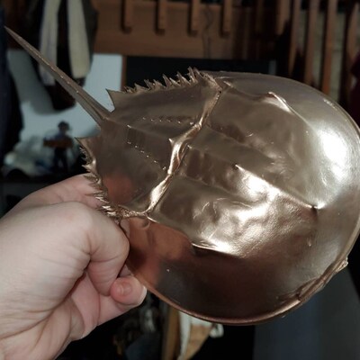 Small Atlantic Horseshoe Crab Shell With Legs and Tail Full - Etsy