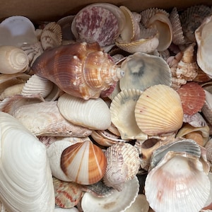 Natural Seashells, Natural Sea Shells, Natural Shells, Craft Seashells ...