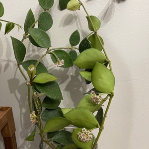 Aloe white Fox Succulent Low Maintenance Plant - Etsy