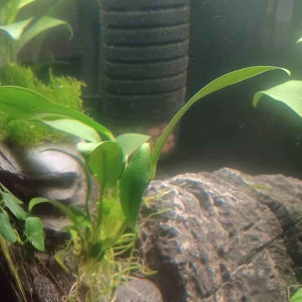 Java Fern 'lionfish' (microsorum Pteropus) on Nutripad - Rare Live ...
