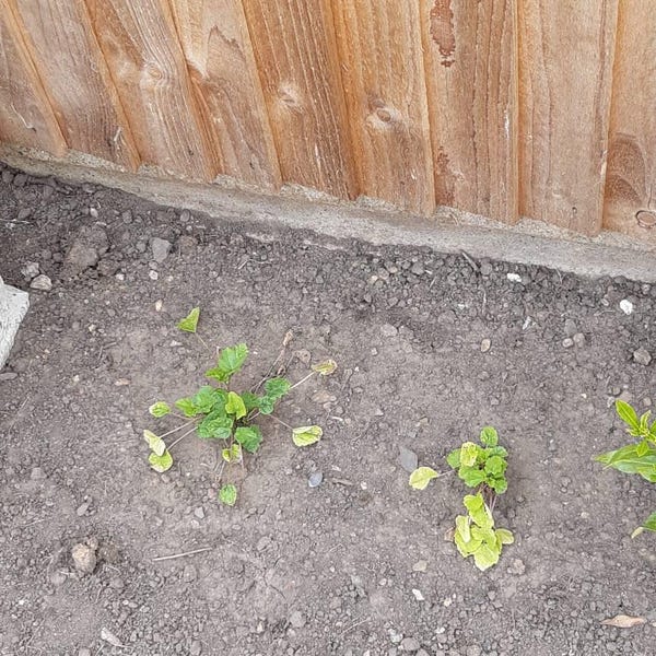 Lessing Feather Gass Stipa Lessingiana Ornamental Grass Plug Plant ...