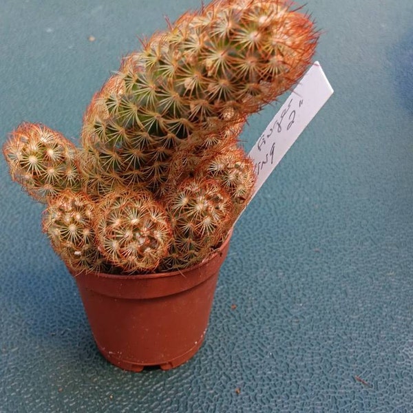 Cactus Domino Easter Lily Fuzzy Navel Echinopsis 2 Pot Live Plant - Etsy