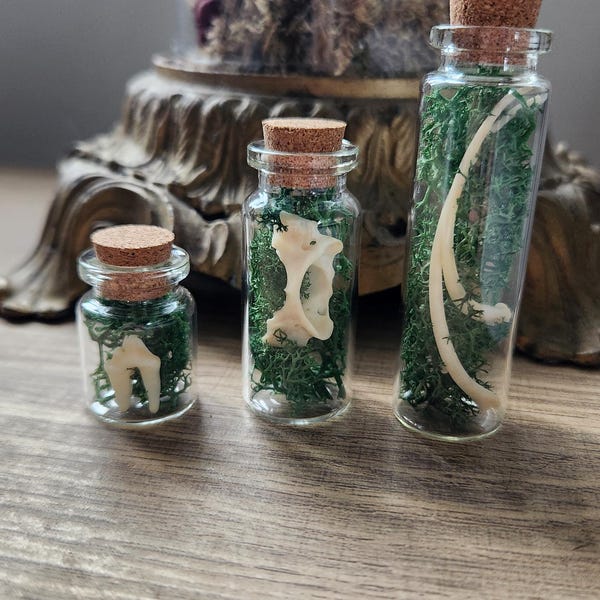 Elegance Red Fox Fang Earrings, Canine Tooth Earring, Tooth Earring ...