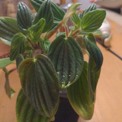 Begonia monica - Etsy