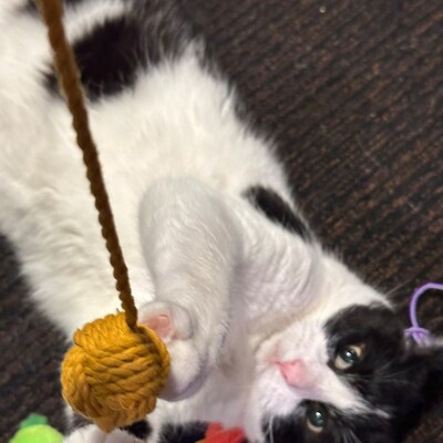 Eco-friendly Cat Toy Monkey Fist Cat Toy Gifts for Pets Toy - Etsy