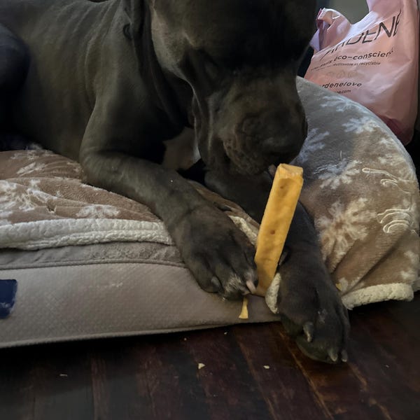 Stuffed Beef Gullet Sticks Dog Chews! Try Them! - Etsy