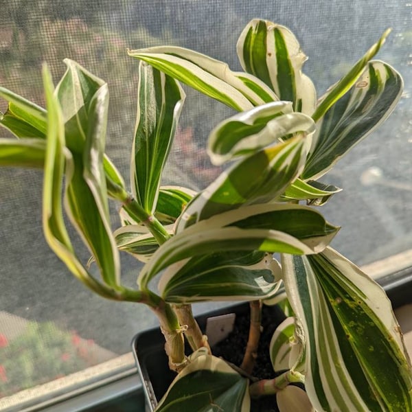 Variegated Spiral Ginger - Costus Arabicus Variegatus - Etsy