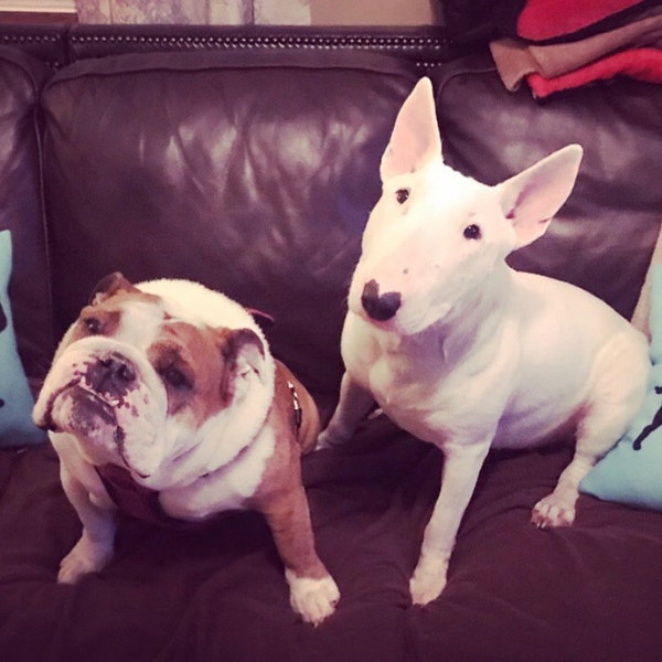Custom English Bulldog Pillow, Personalized Bulldog Pillow Case ...