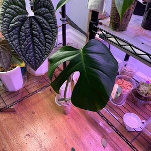 Albo Monstera Deliciosa Variegated white Tiger Kunzo Lineage USA Seller ...
